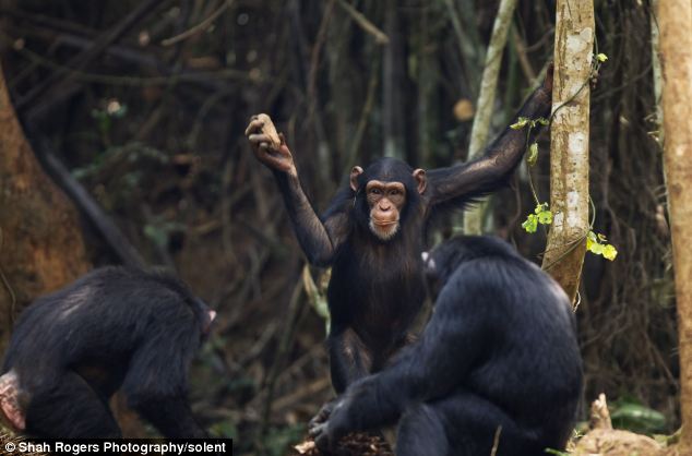 The animal zone: 'Ouch, mum!' Cheeky chimp is brought back into line ...