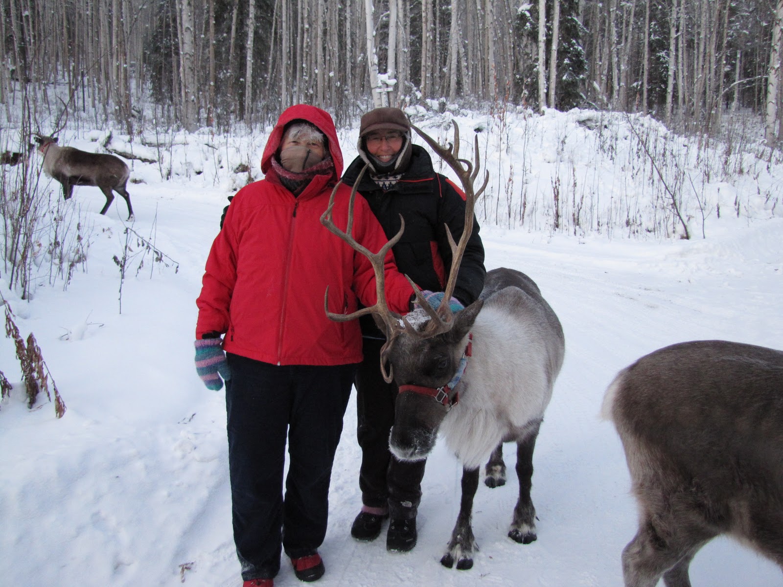 Cross Continent and Back, Full Circle: Up on the rooftop, reindeer paws