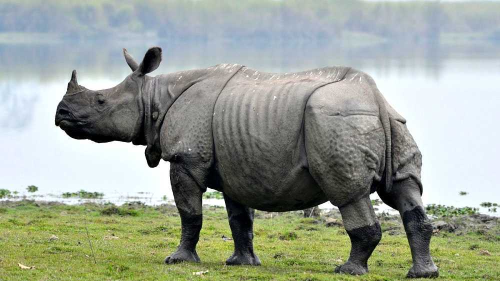 Indian rhinoceros