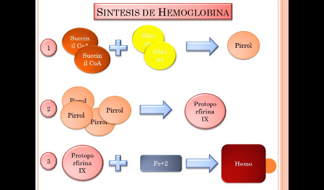 Blog de Evidencias de Fiosiologia Medica de Enoc Simons: SÍNTESIS DE ...
