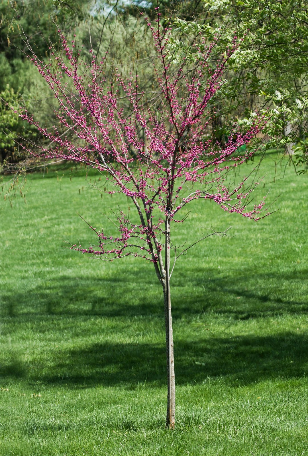 White Ford Falcon: Redbud Tree