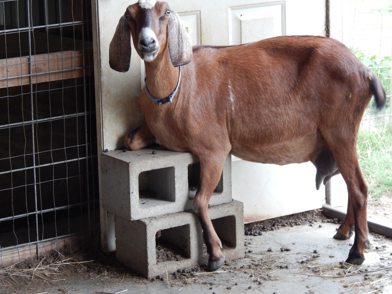 Thoughts from Frank and Fern: Nary an Udder the Same & Goat Happenings