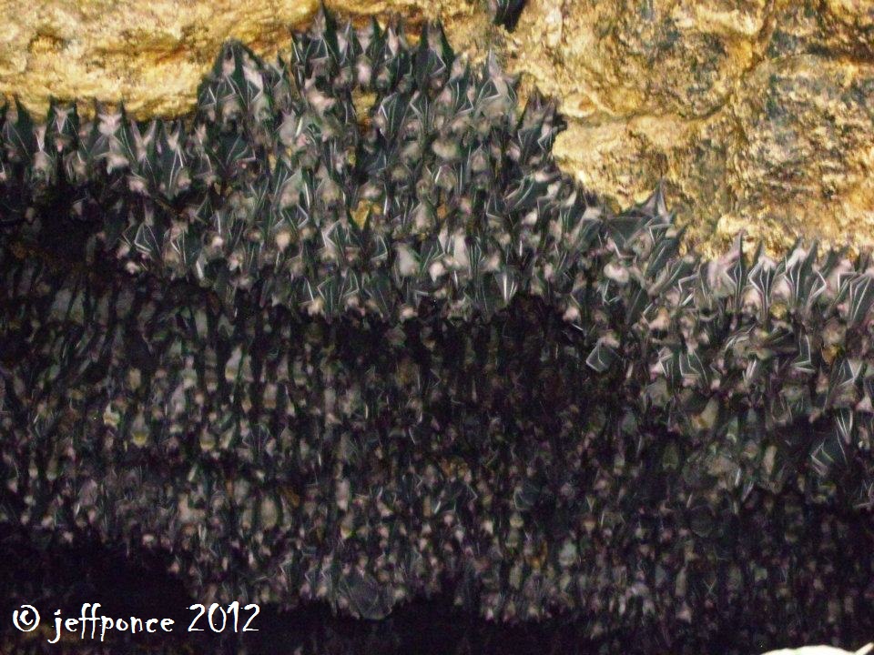 Bisayang Manlalakbay around the Philippines: Monfort Bat Cave Sanctuary ...