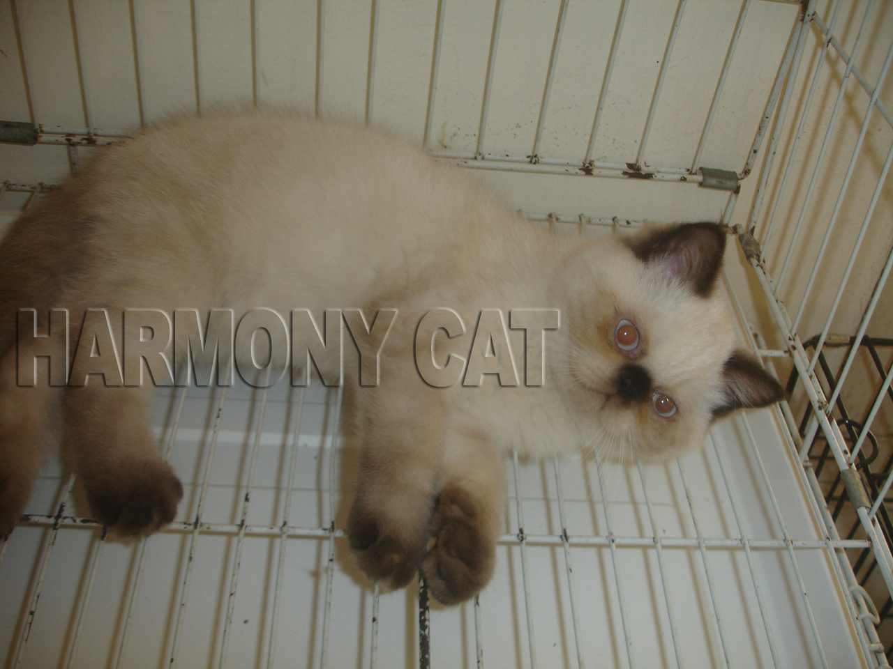 Hamster Dan Kucing Persia Murah Surabaya: DI JUAL KUCING JANTAN EXO ...