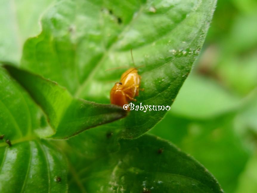 Baby Sumo Photography: Cute orange ladybugs having a cuddle - Kuala ...