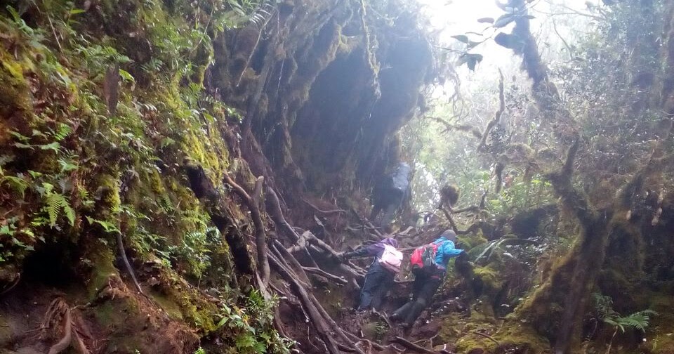Pengalaman mendaki Gunung Irau, Cameron Highlands Pahang - OhVacay.Com