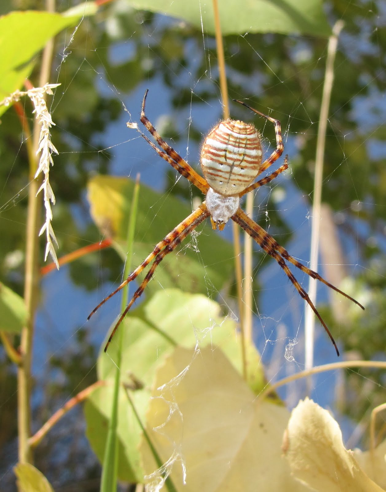 Bug Eric: Spider Sunday: Banded Argiope