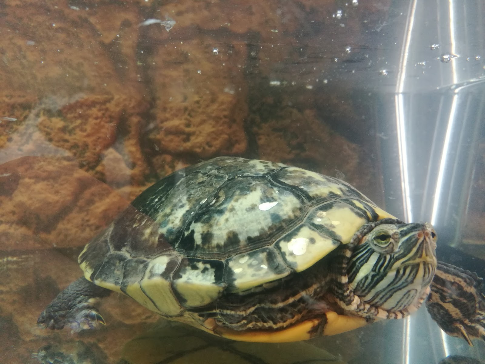 Heiksi blogi: "Punakõrv kilpkonn - Eesti looduse pärisosa?"