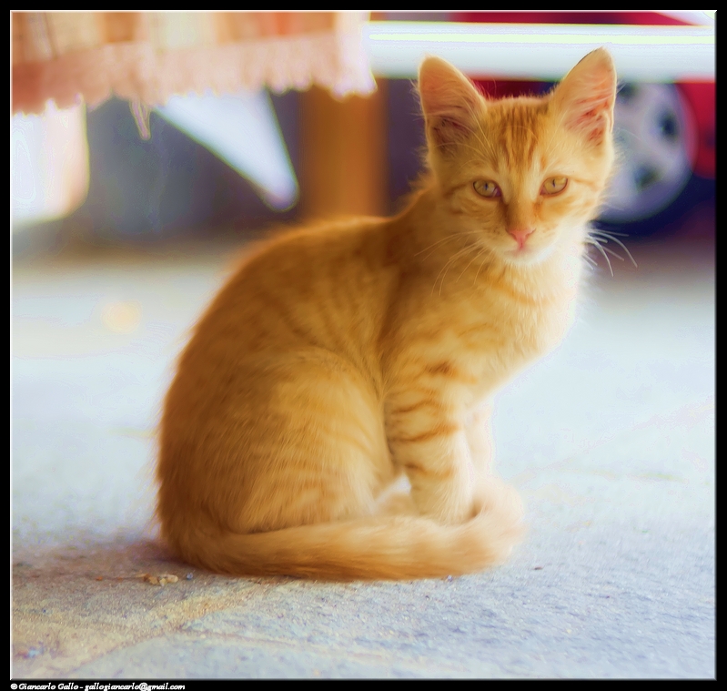 Gatto rosso – photographic processing (304) – – Fotografie ed altro
