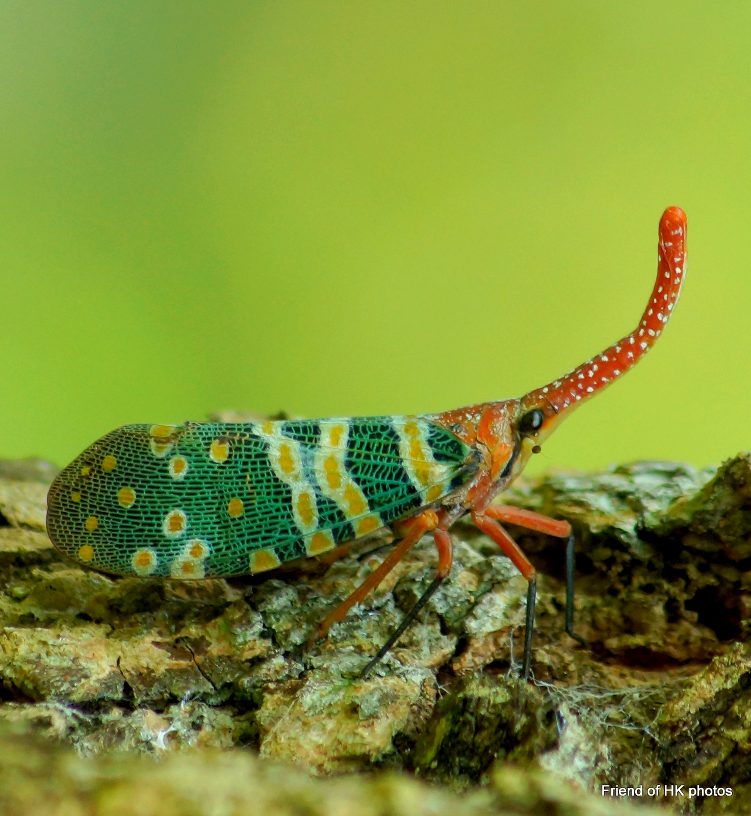 Photographic Wildlife Stories in UK/Hong Kong: Fascinating Lantern Bugs