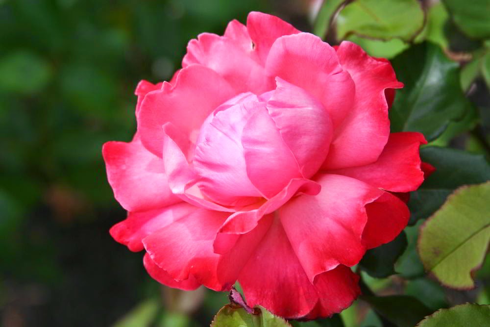 Kumpulan Gambar Bunga Mawar Keren - Bunga Id