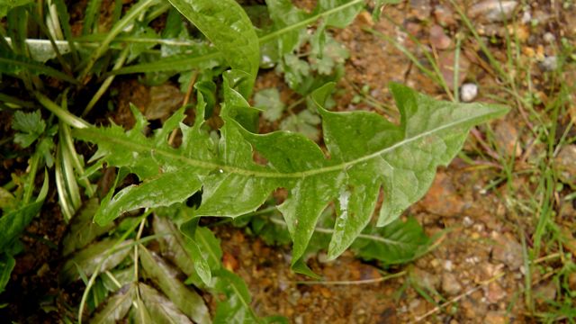 Methow Valley Herbs: The Importance of Digestion