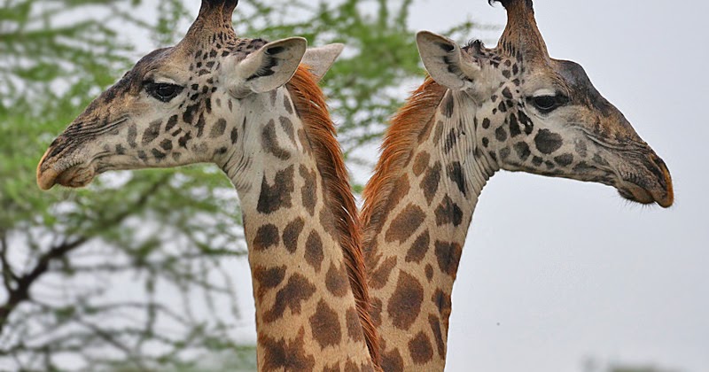 What Are Those Things on Giraffes’ Heads? | The Ark In Space