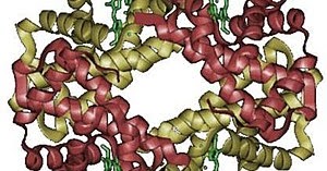 Apa itu Hemoglobin, serta apa Fungsinya?