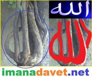 ALLAH ka mojza Picture: Miracles Of Allah Tree Wallpaper