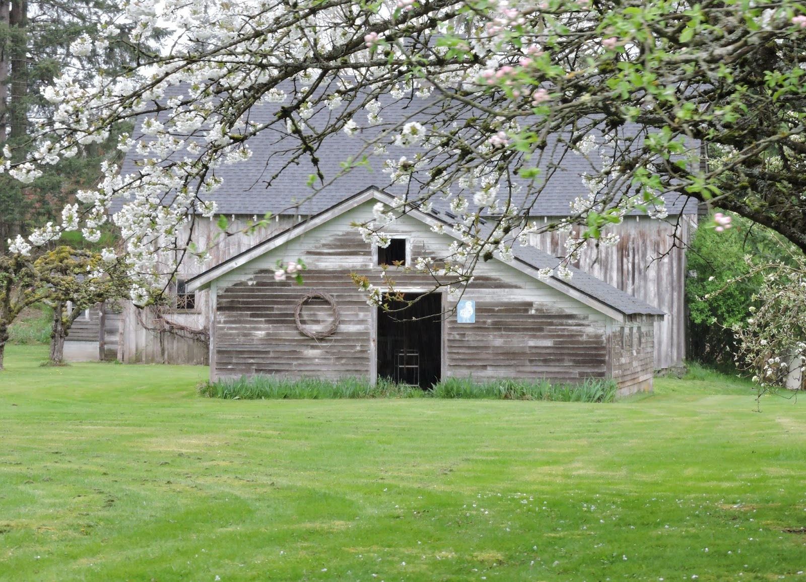 Scene Through My Eyes: Barns and Apple Trees