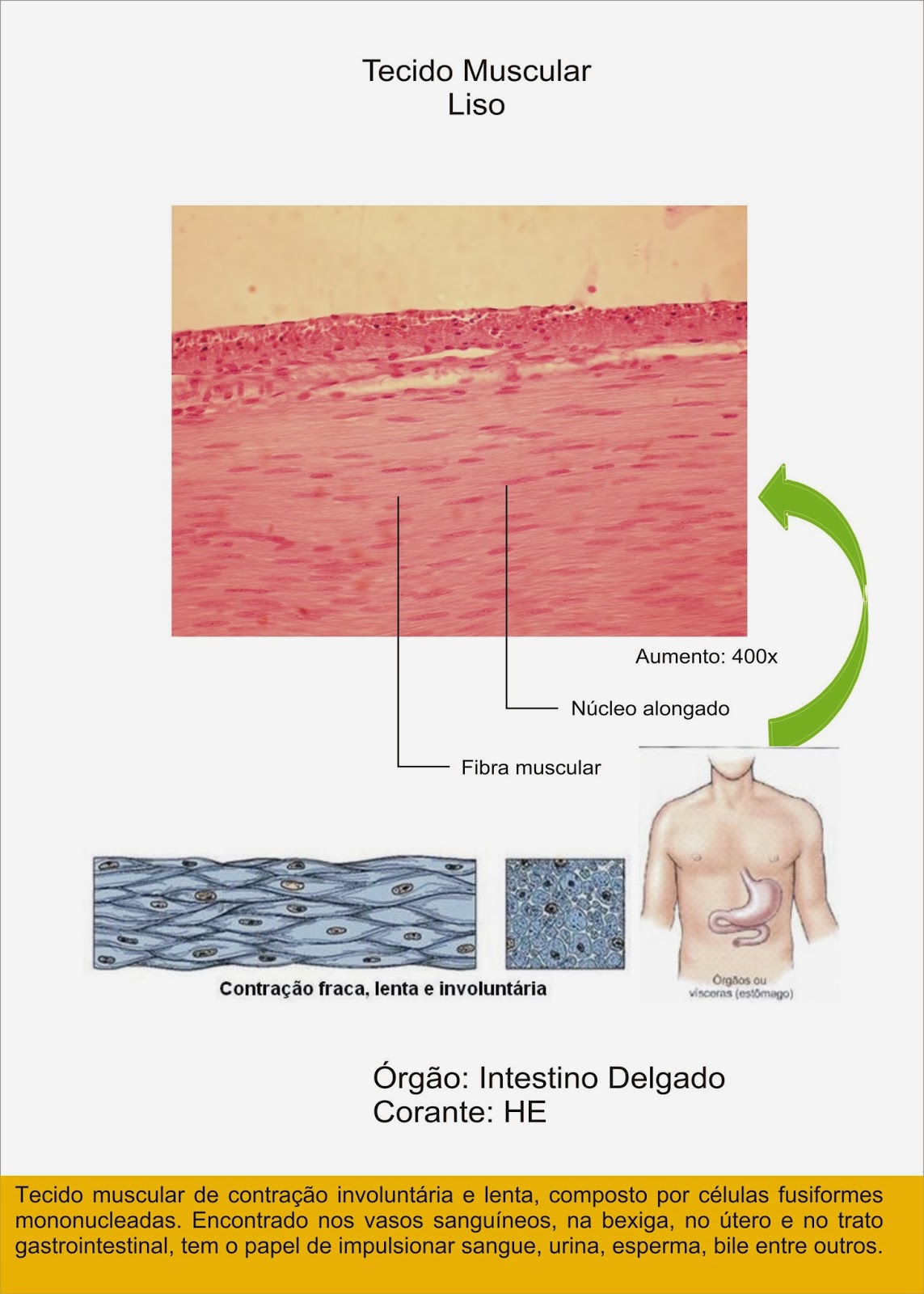 Tecido Muscular, Tecido Cartilaginoso | Atlas Histológico