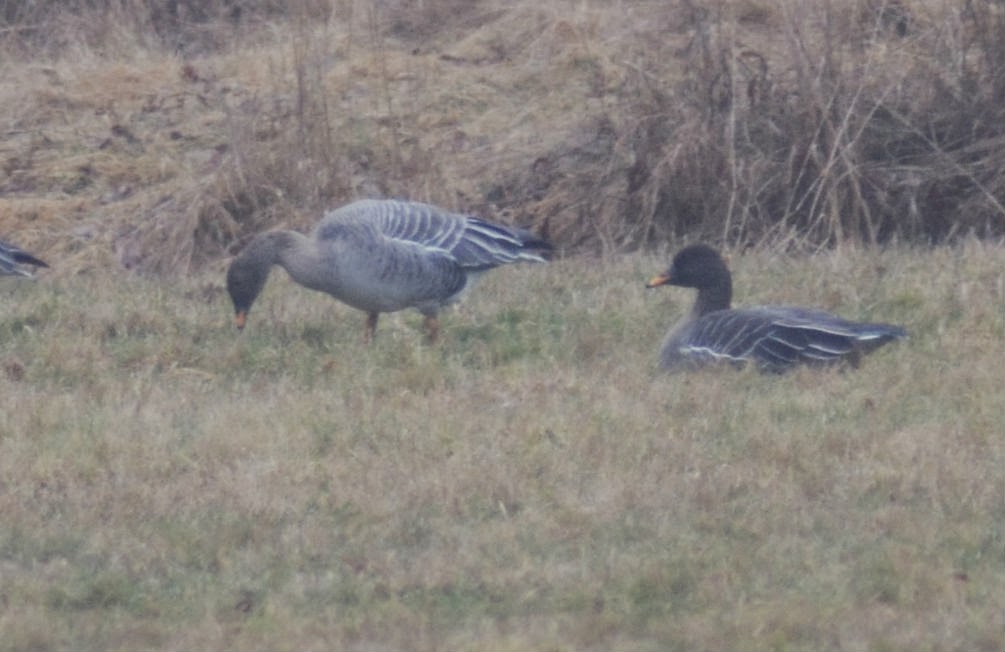 Ola Österströms fågelblogg: Gåstider