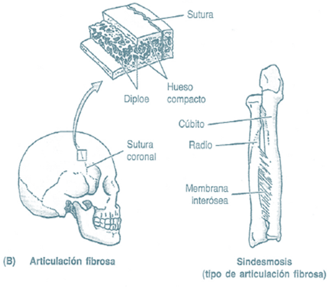 Articulaciones...: Articulaciones fibrosas.