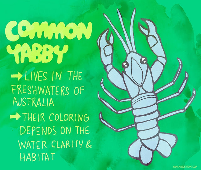 My Zoetrope: 356: Common Yabby