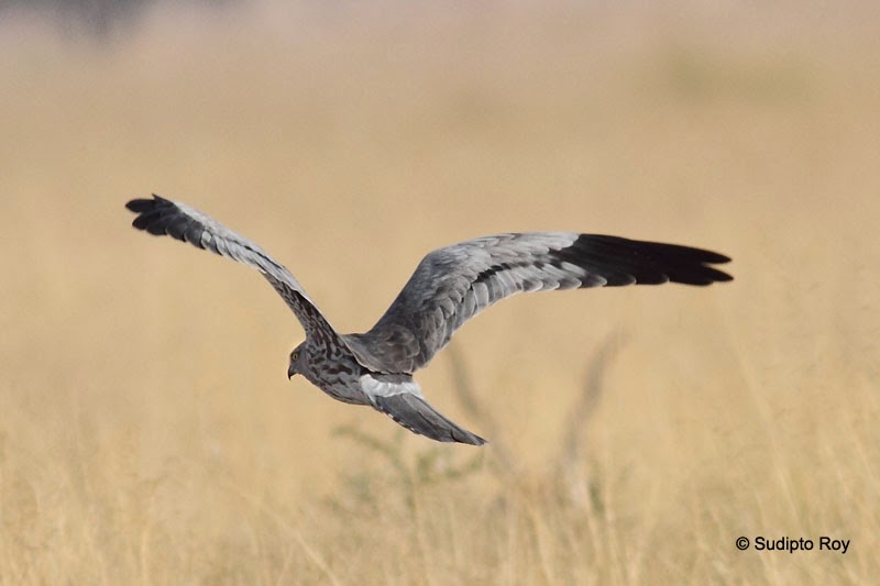 Indian Birds Photography: [BirdPhotoIndia] Pallid Harrier Female in flight