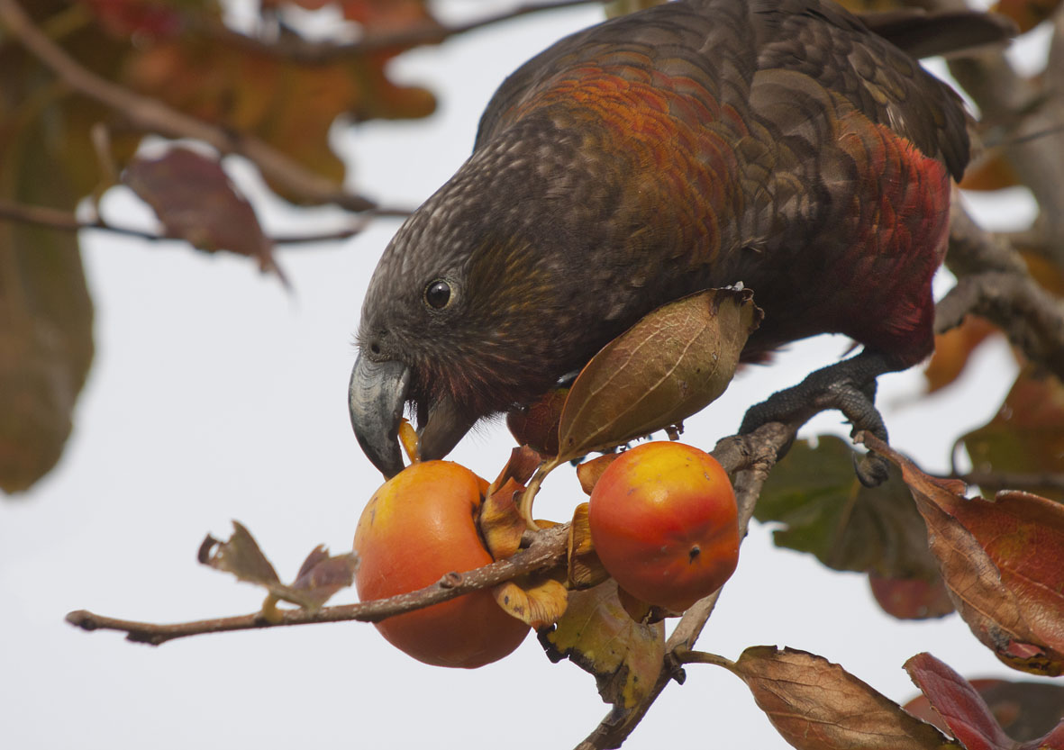 Artist by Nature: Art and Photography by Mandy Hague, Whakatane. : A ...