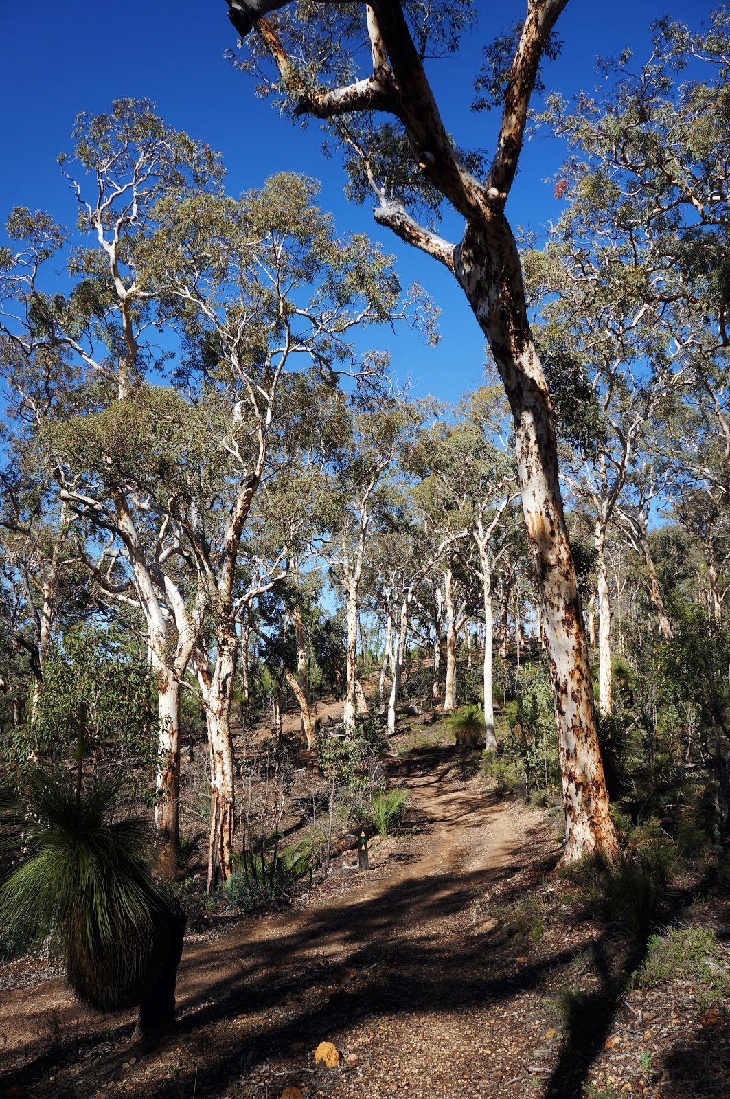 Numbat Track (Paruna Wildlife Sanctuary) ~ The Long Way's Better