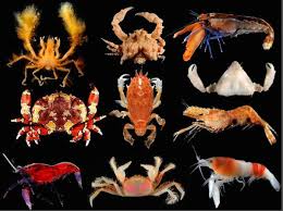 GEOGRAFI LINGKUNGAN: KRUSTASEA : INVERTEBRATA DI PERAIRAN DANGKAL