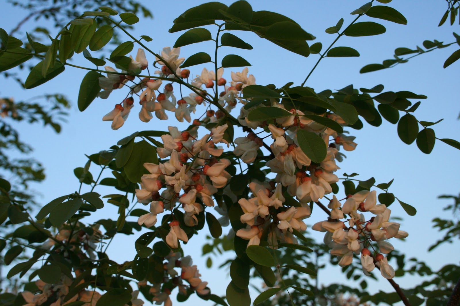 Hoot Owl Karma: More Blooming Trees - Black Locust