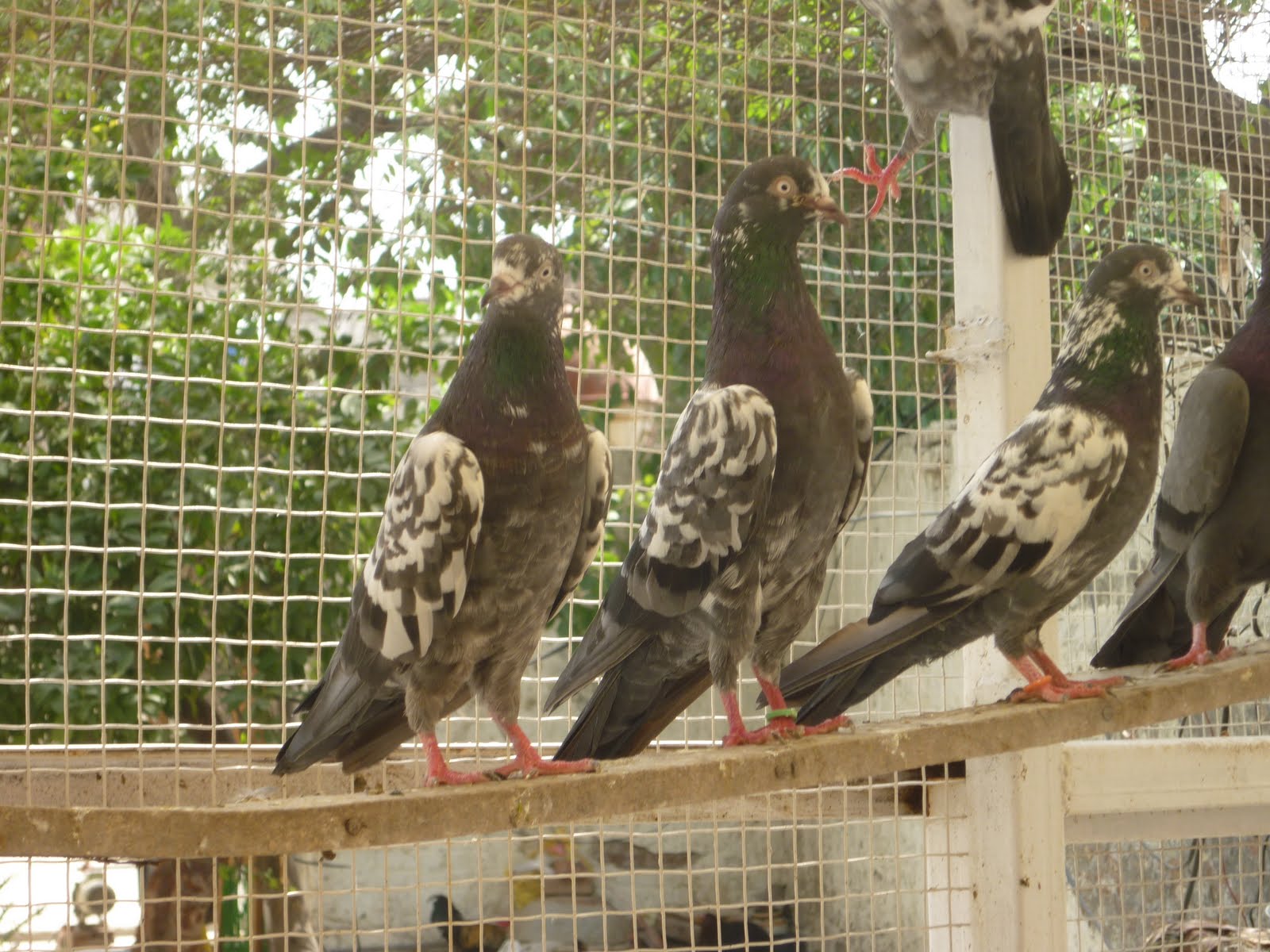 Pigeons | Kabootar Baaz | Pigeons Photos: Kabootar