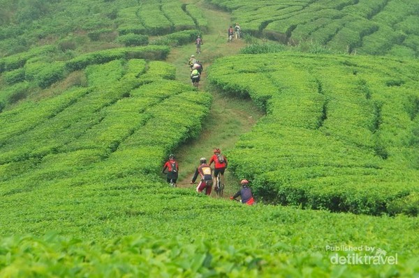 4 Tempat Wisata Kebun Teh Bogor Yang Patut Dikunjungi Ketika Liburan Tiba