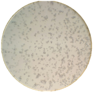 FARMAKOGNOSI " Amylum MIKROSKOPIS ": Amylum Maydis