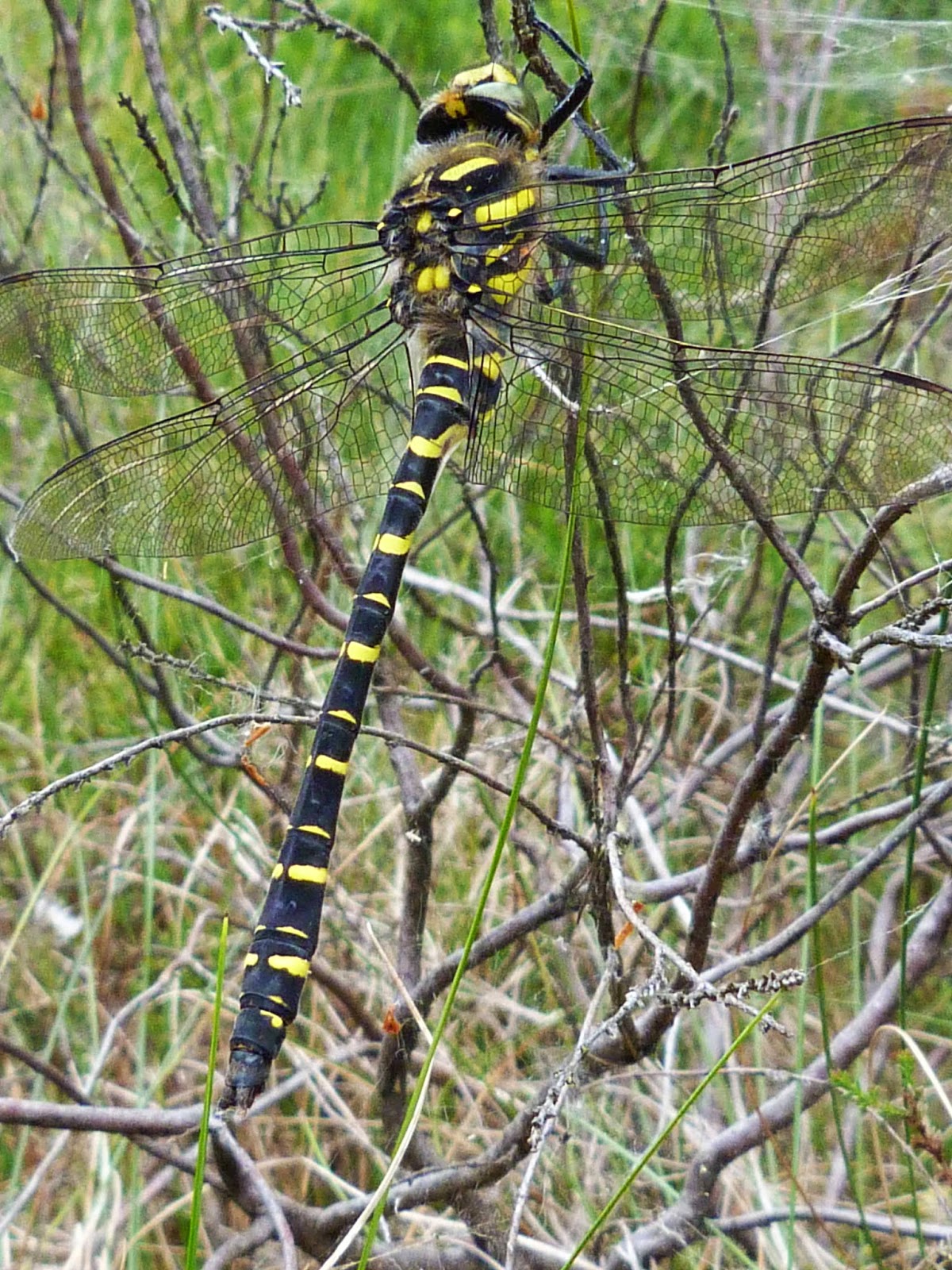 Insects of Scotland: Dragonflies/Damselflies