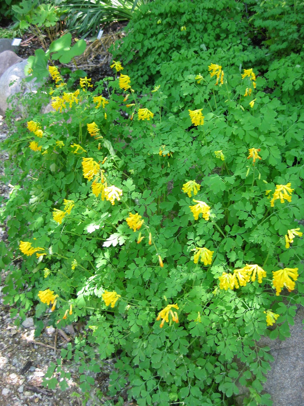 Rotary Botanical Gardens - Hort Blog: Yellow Fumitory (Corydalis lutea)