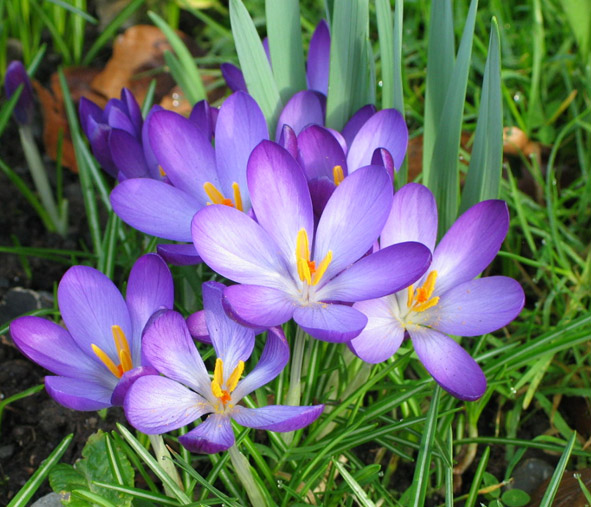 Crocus - meddic