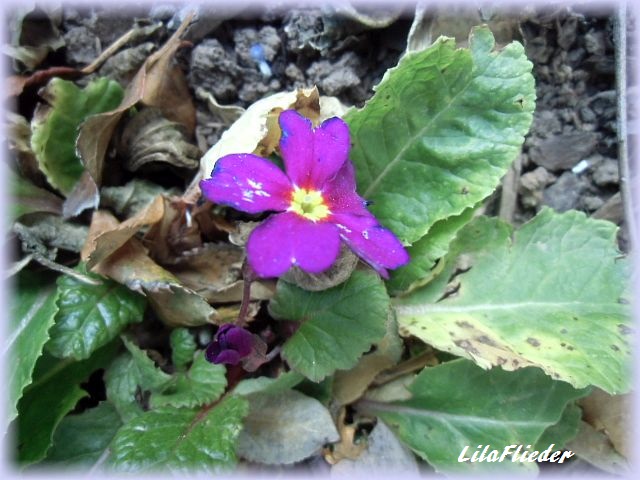 Lila-Flieder-Garten: Das neugierige Schneeglöckchen