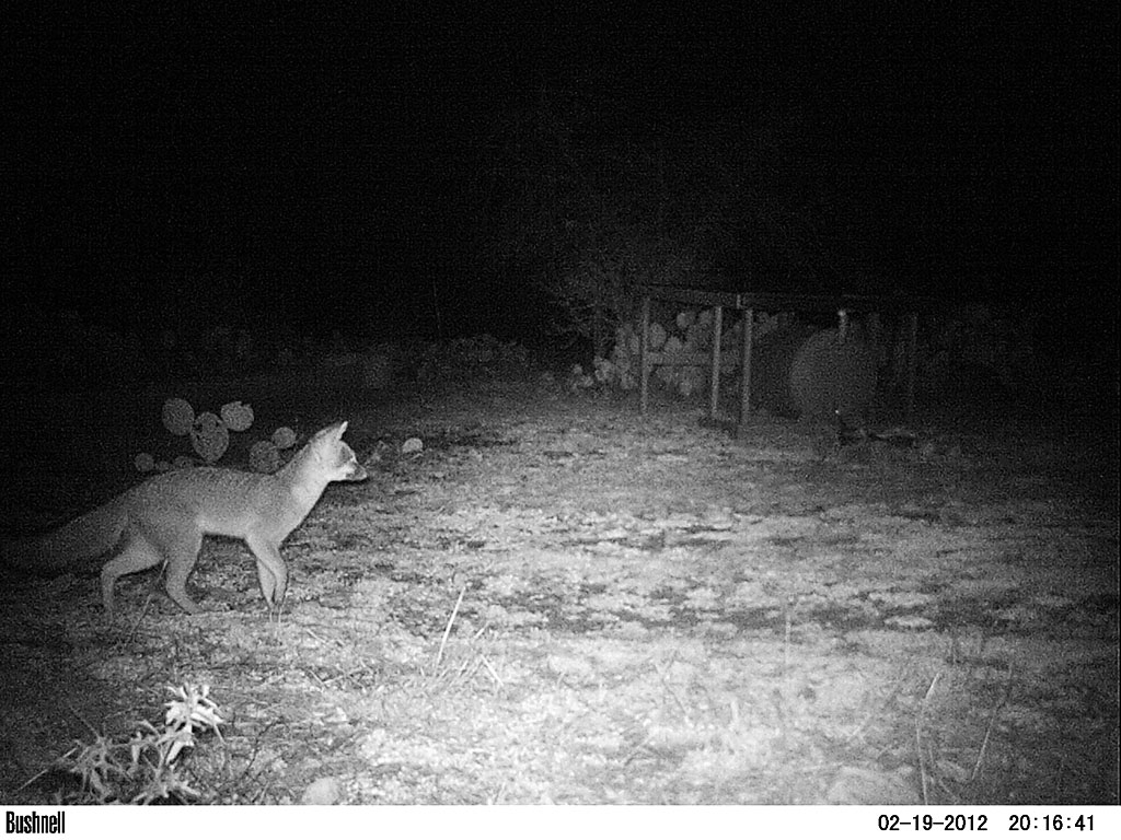 Wild Things - Mother Nature's Son