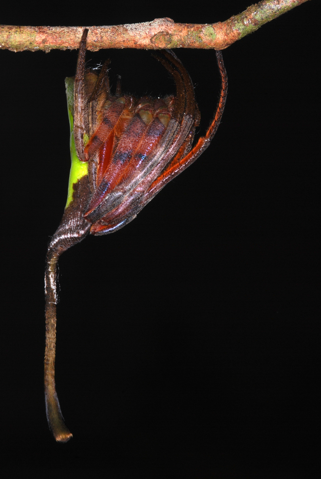 Real Monstrosities: Poltys