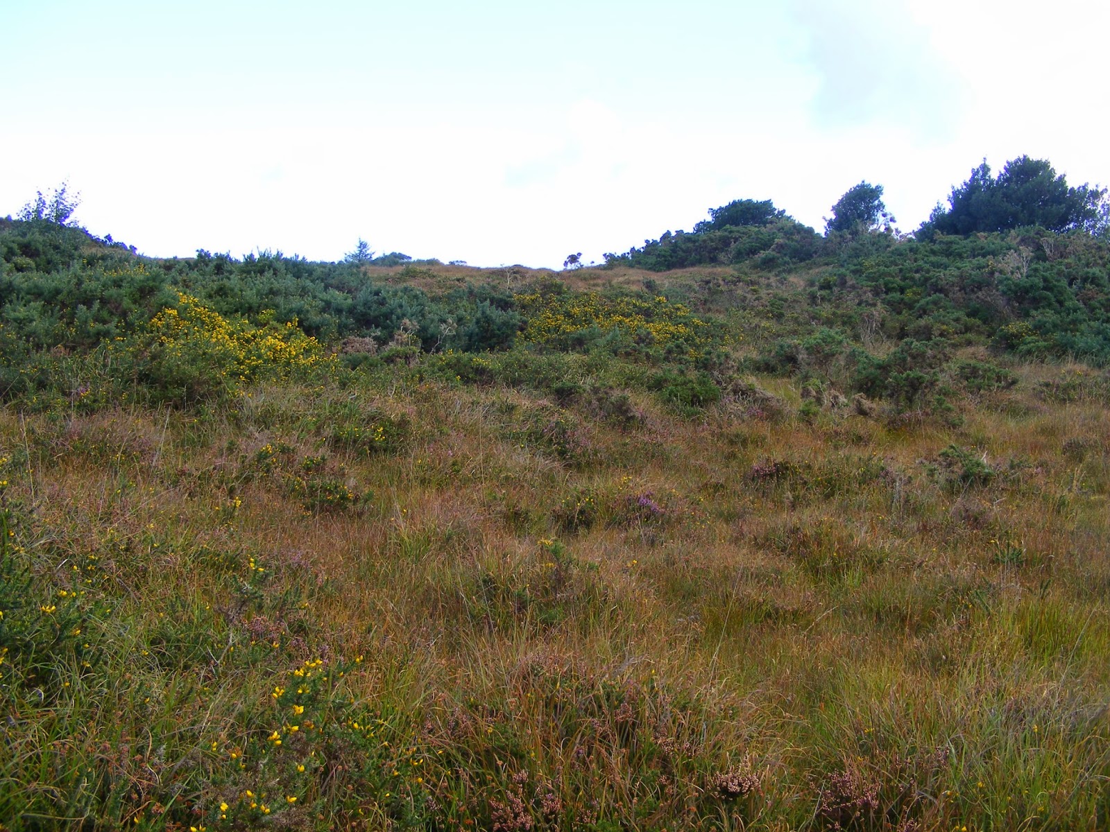 Your Commonage .ie: Clarity on the Land Eligibility Issue.