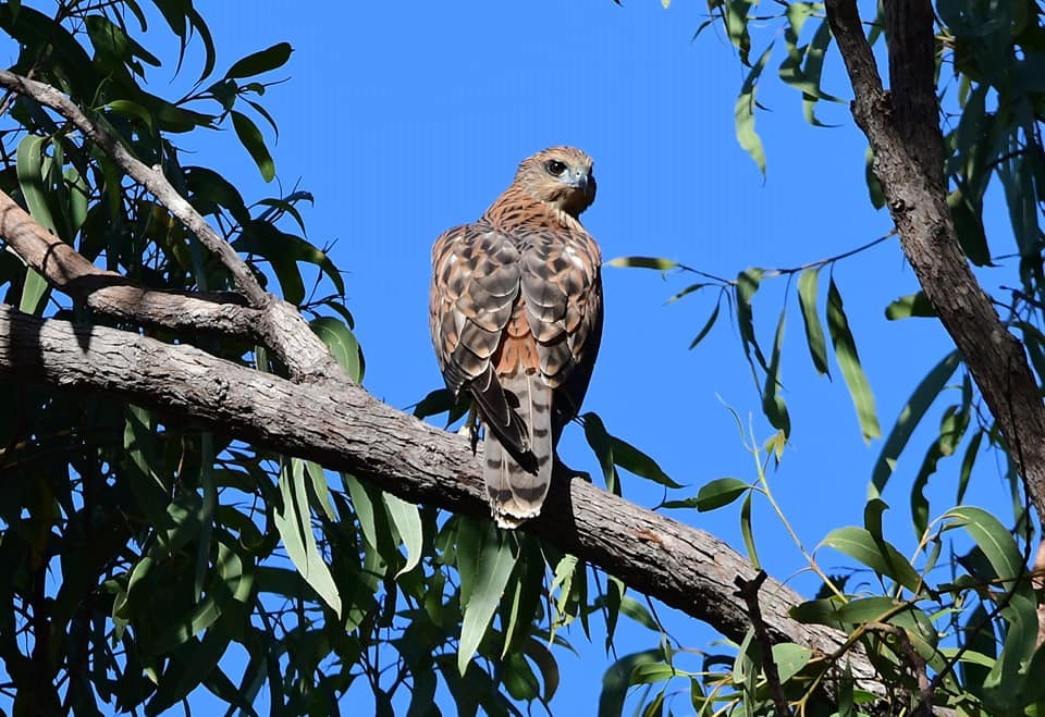 sunshinecoastbirds: Endangered Red Goshawks netted and tagged during ...