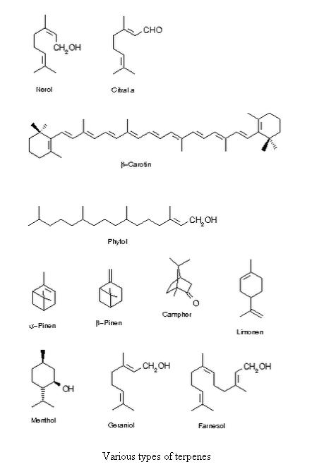 Medicine Newbie: Terpenes