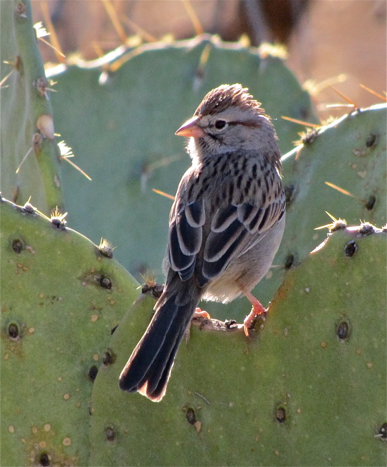Murph Birder: Southern Arizona in January 3/4: The Canoa Vistas in ...