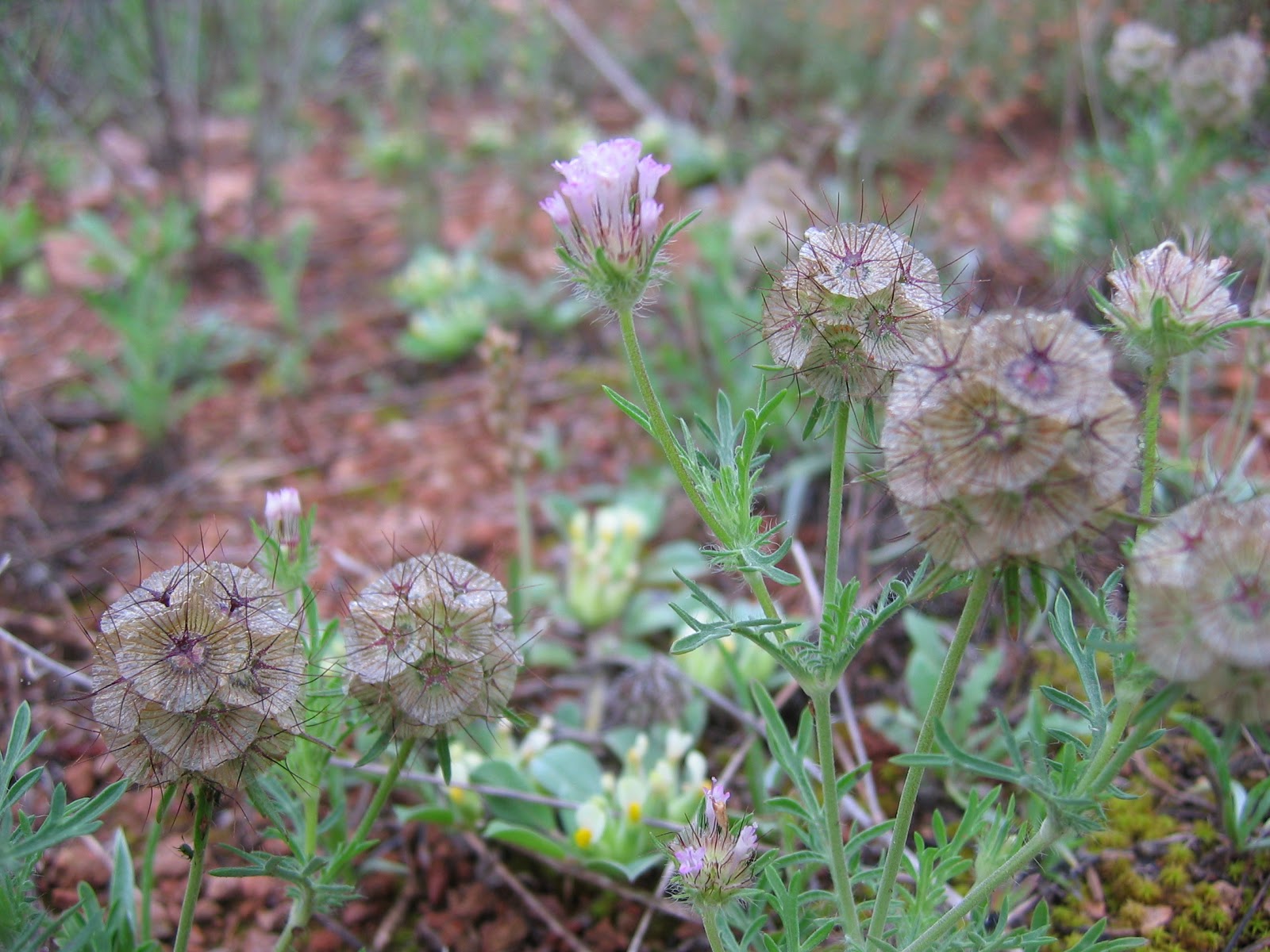Universo Botánico: Scabiosa stellata L. (Escabiosa menor)