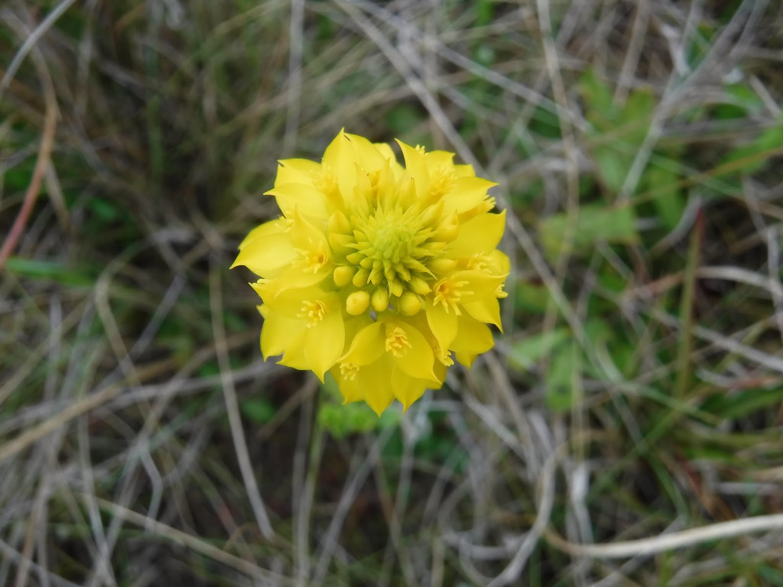 The Botanical Hiker: April 2018