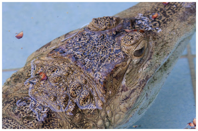 To Taiwan and Back Again...: The Shoushan Zoo (壽山動物園)