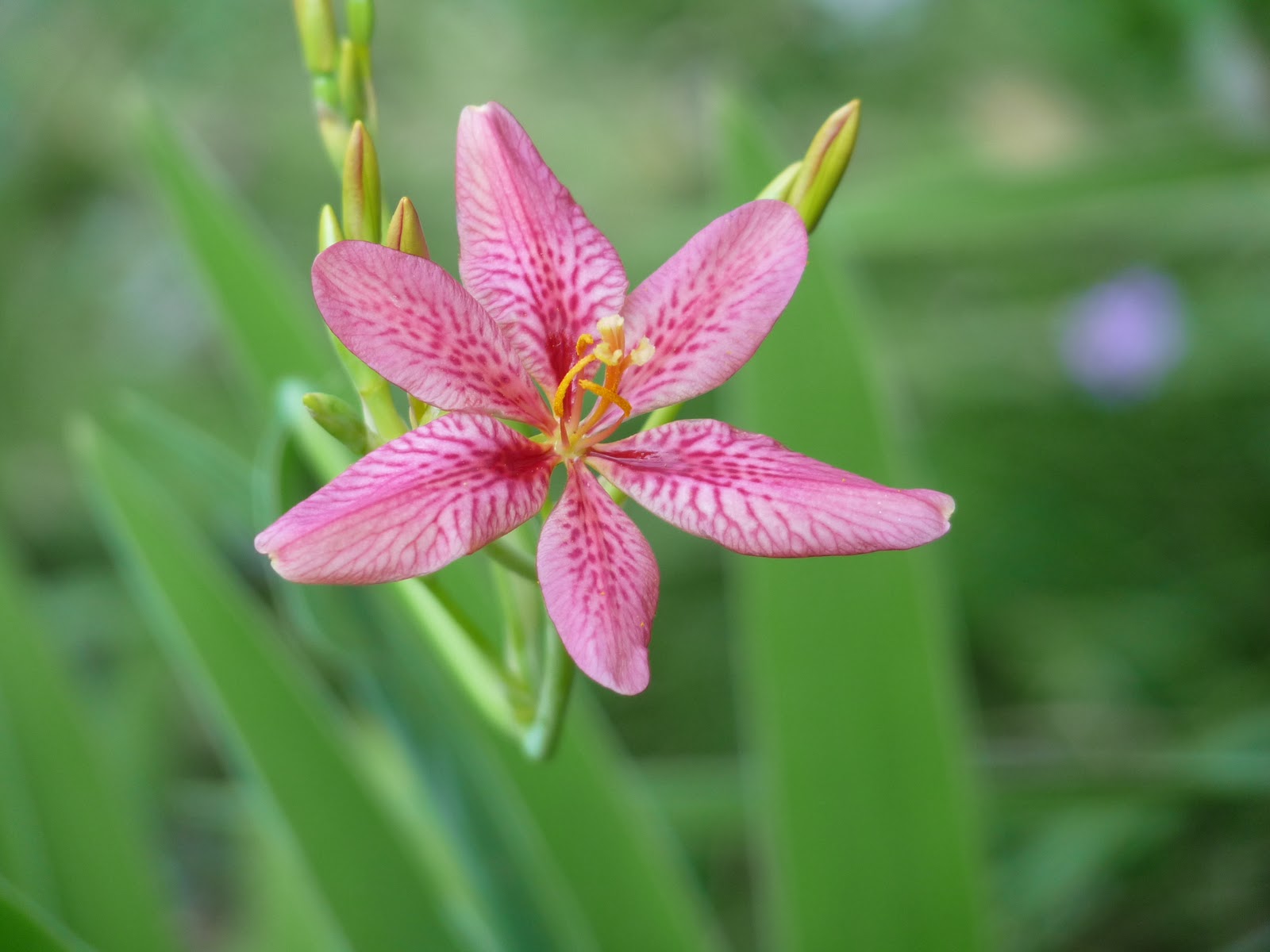 A not so simple garden: Candy Lilies 2011