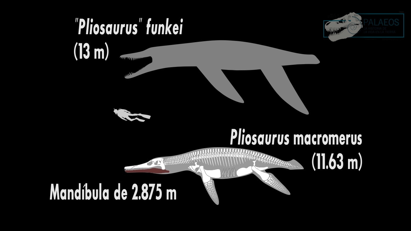 Palaeos, la historia de la Vida en la Tierra: ¿Pliosaurios gigantes?