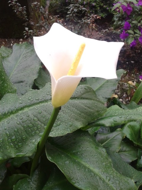 ENJOY'S OUR LIFE: BUNGA BUNGA DI KUNDASANG SABAH