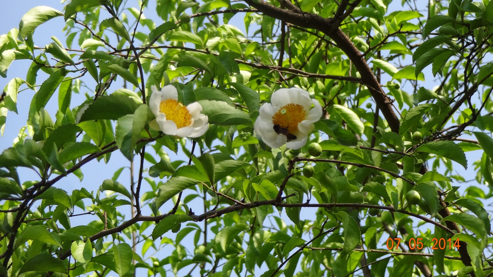 Plants of Lahore - Pakistan: Fried Egg Tree- Tree that offers fried ...