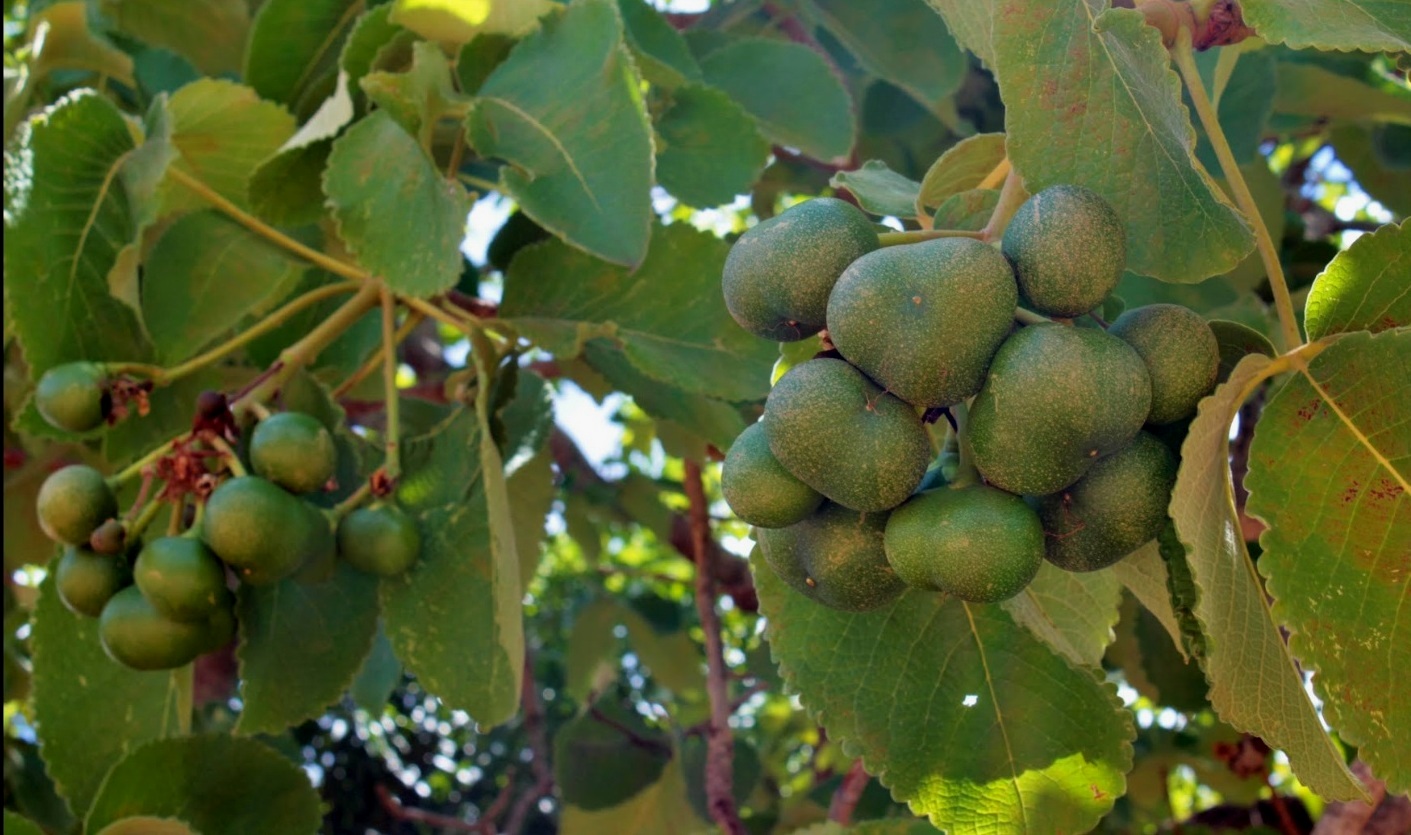 Caliandra do Cerrado: Conhecendo o pequi